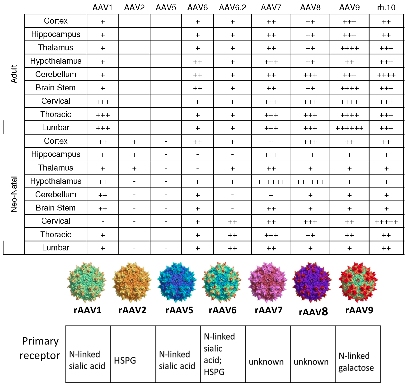 Types of Viruses | PNI Viral Core Facility