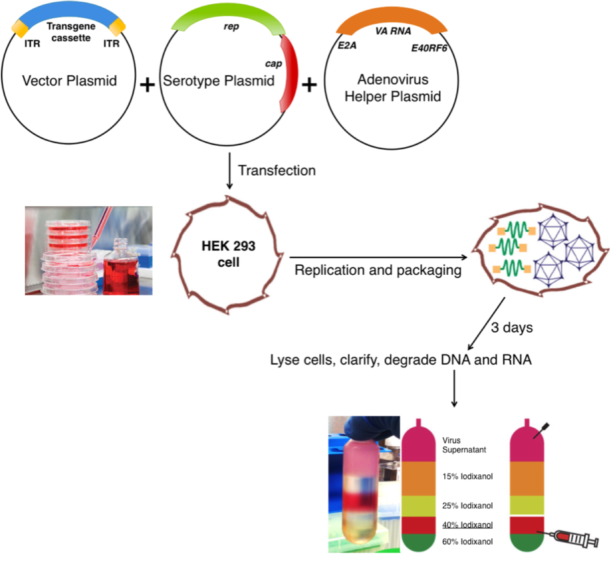How we produce AAVs | PNI Viral Core Facility