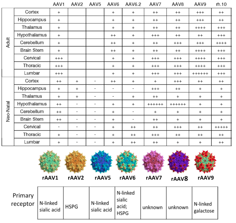 Types of Viruses | PNI Viral Core Facility